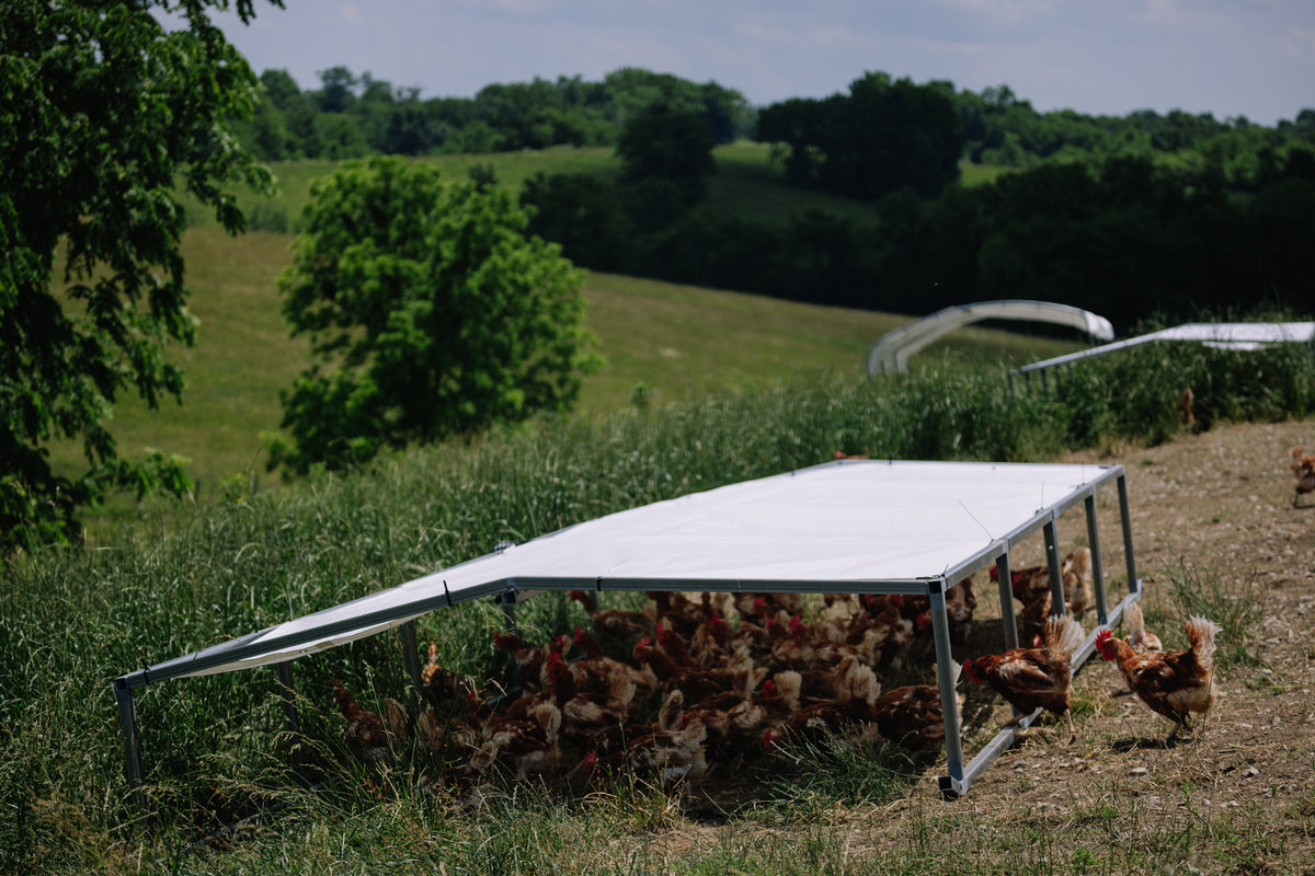 The Benefits of Shade Structures for Handsome Hens | Handsome Brook Farms