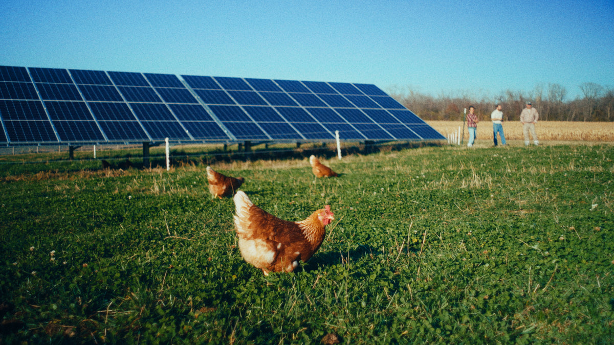 A Year in Review: Handsome Brook Farms’ Climate-Smart Organic Egg Proj ...