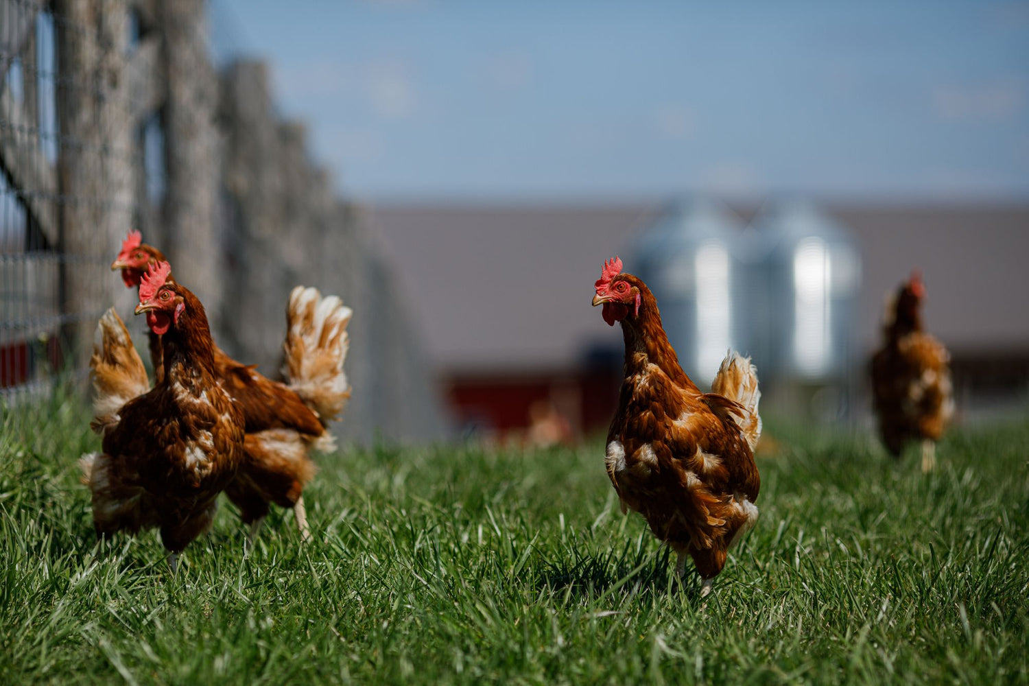 Let’s learn about “humane” labels | Handsome Brook Farms