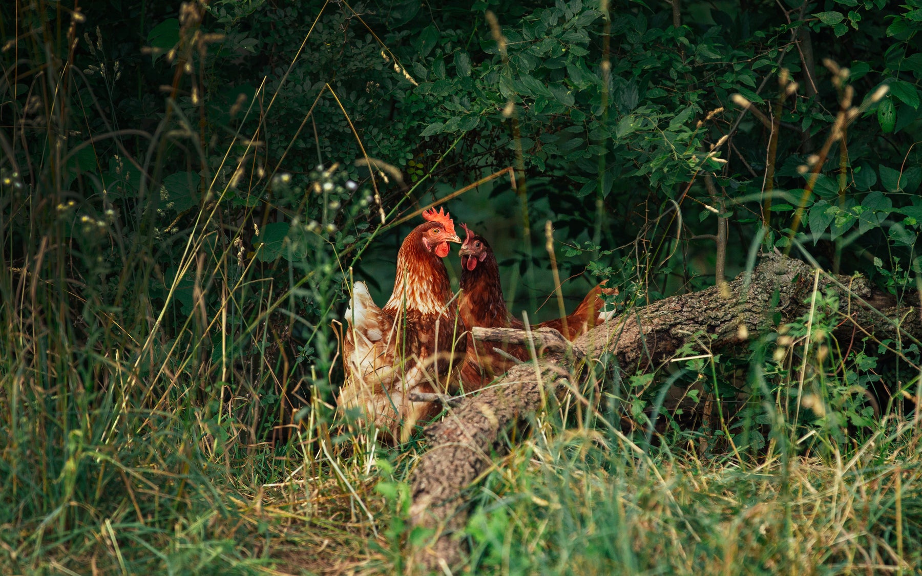 About Us | Handsome Brook Farms