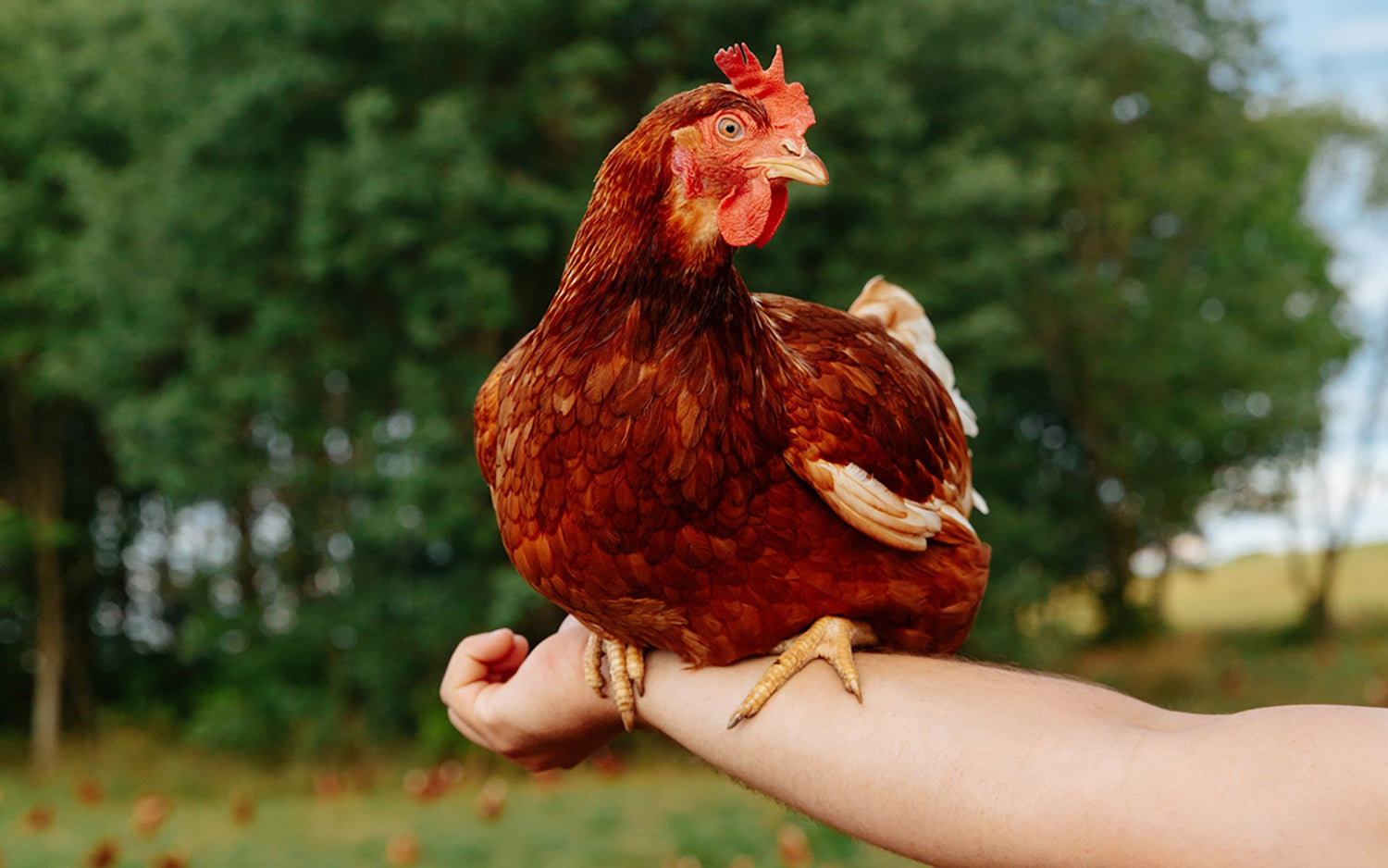 Handsome Brook Farms | Better Pasture Raised Eggs